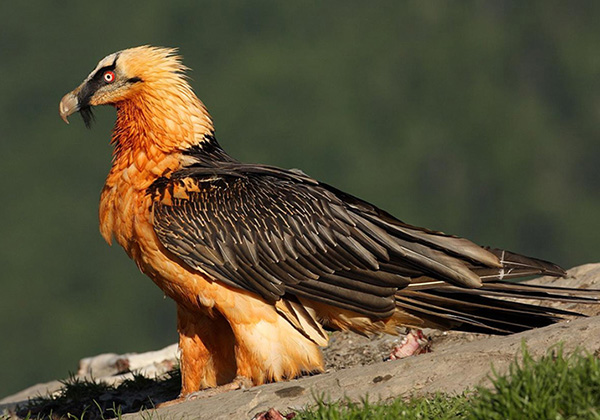 奥德萨国家公园一日游（巴塞罗那/萨拉戈萨/韦斯卡/列伊达出发）_报价_多少钱 – 遨游网